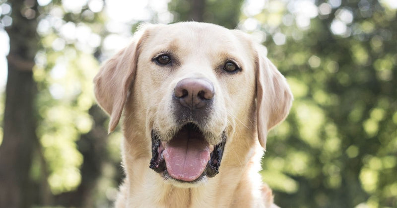 Origin of Labrador Retrievers: A Useful Breed History